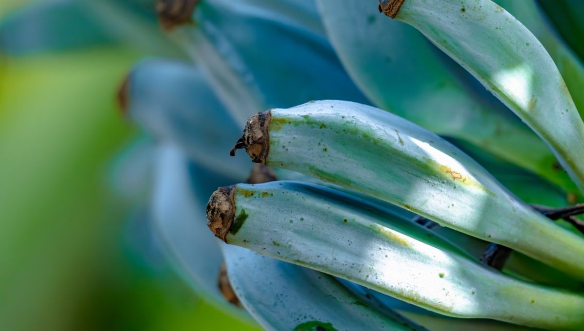 Is The Blue Java Banana Really Blue? | IFLScience