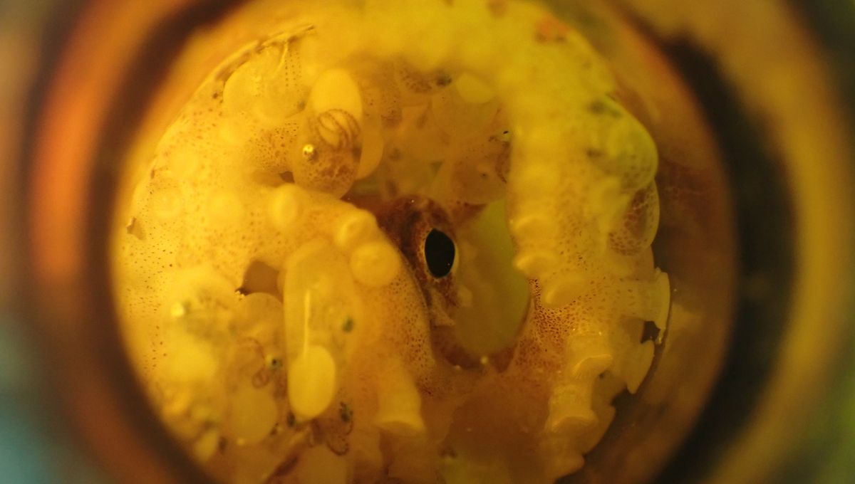 Found A Glass Bottle While Diving? Take A Peek Inside – You Might Find ...