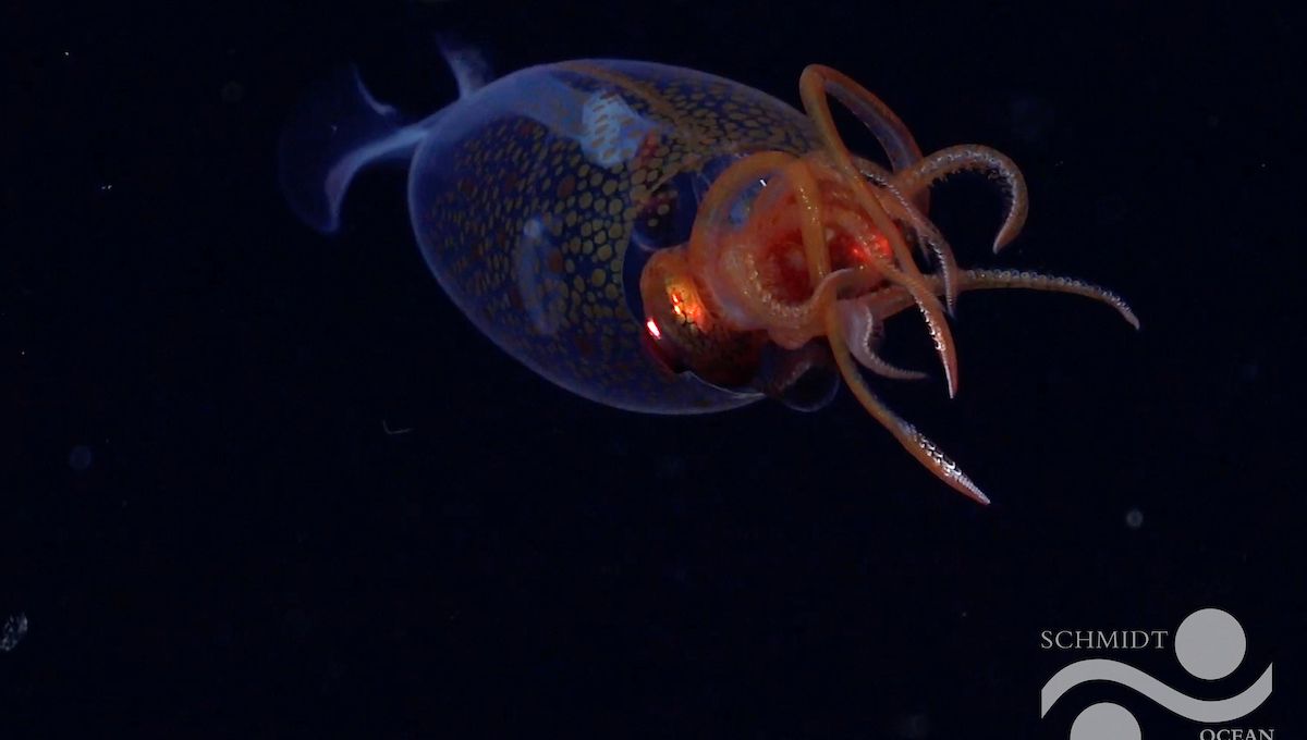 First Confirmed Footage Of A Colossal Squid In The Deep Sea, 100 Years ...