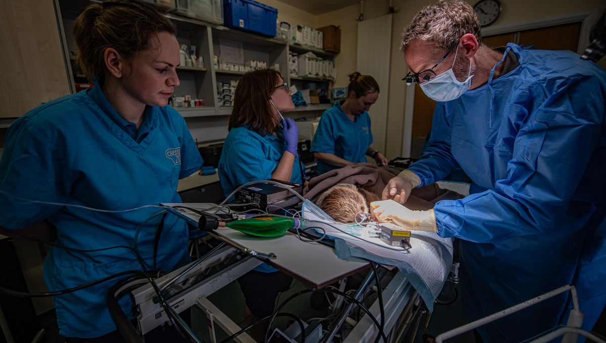 Rico The Two-Toed Sloth Undergoes Pioneering 3-Hour Surgery For ...