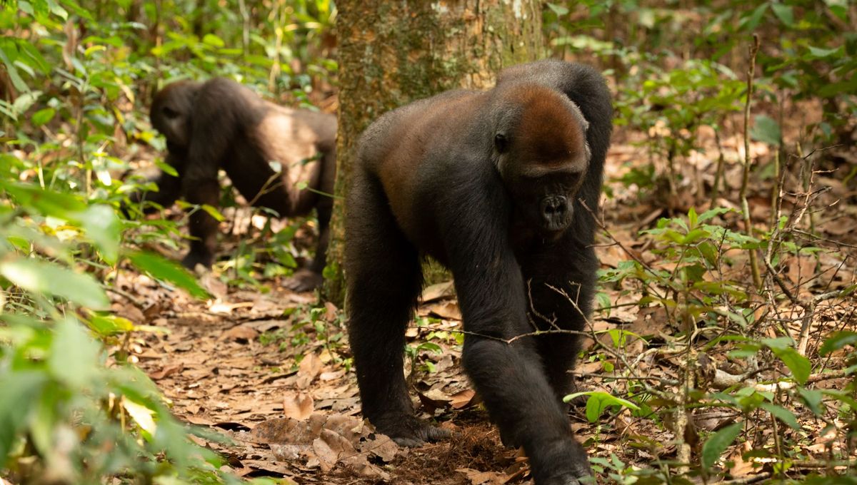 Gorillas In The Congo Go Full Foodie And Forage For Truffles In The ...