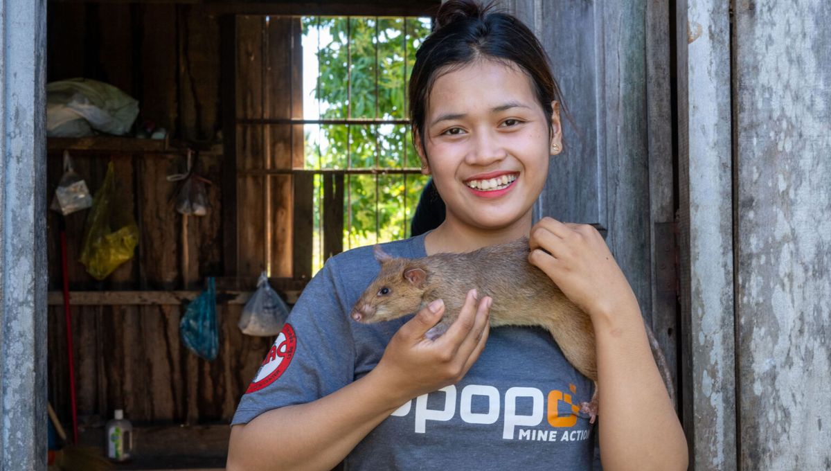 Meet Ronin, The Guinness World Record-Breaking Rat Who's Saving Lives ...