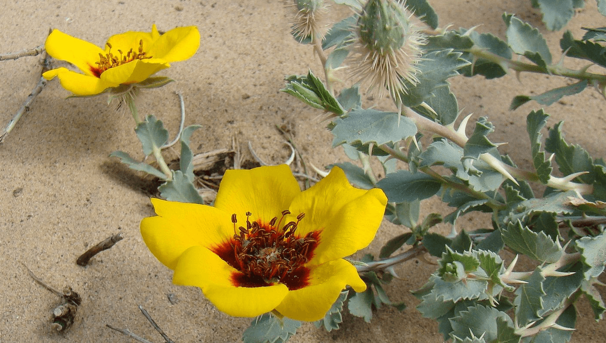 All Roses Were Once Yellow. Fortunately For Poets, That Changed ...