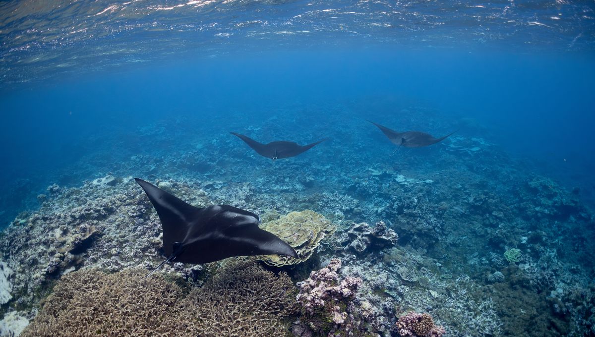 Trump Administration Opens Up Pacific Remote Islands Marine National ...