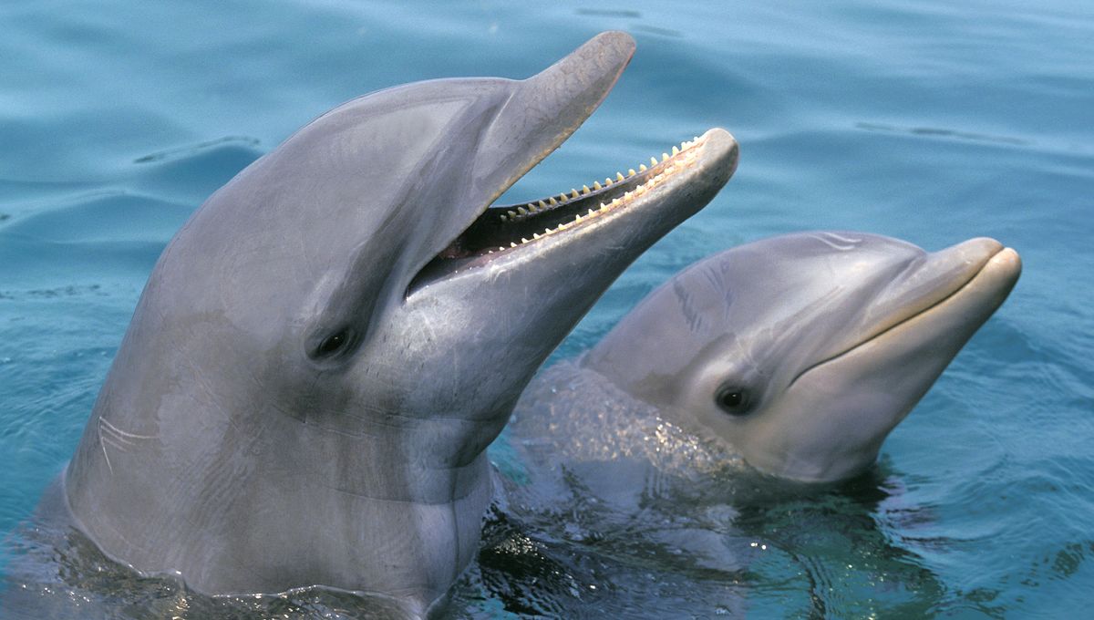 Rarely Seen “Interspecific Infanticide” By Dolphins Caught On Camera ...