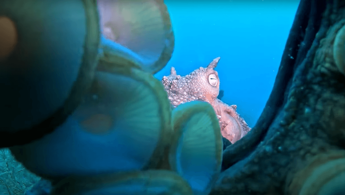 Ever Wondered What It’s Like To Be “Hugged” By An Octopus? We’ve Got ...