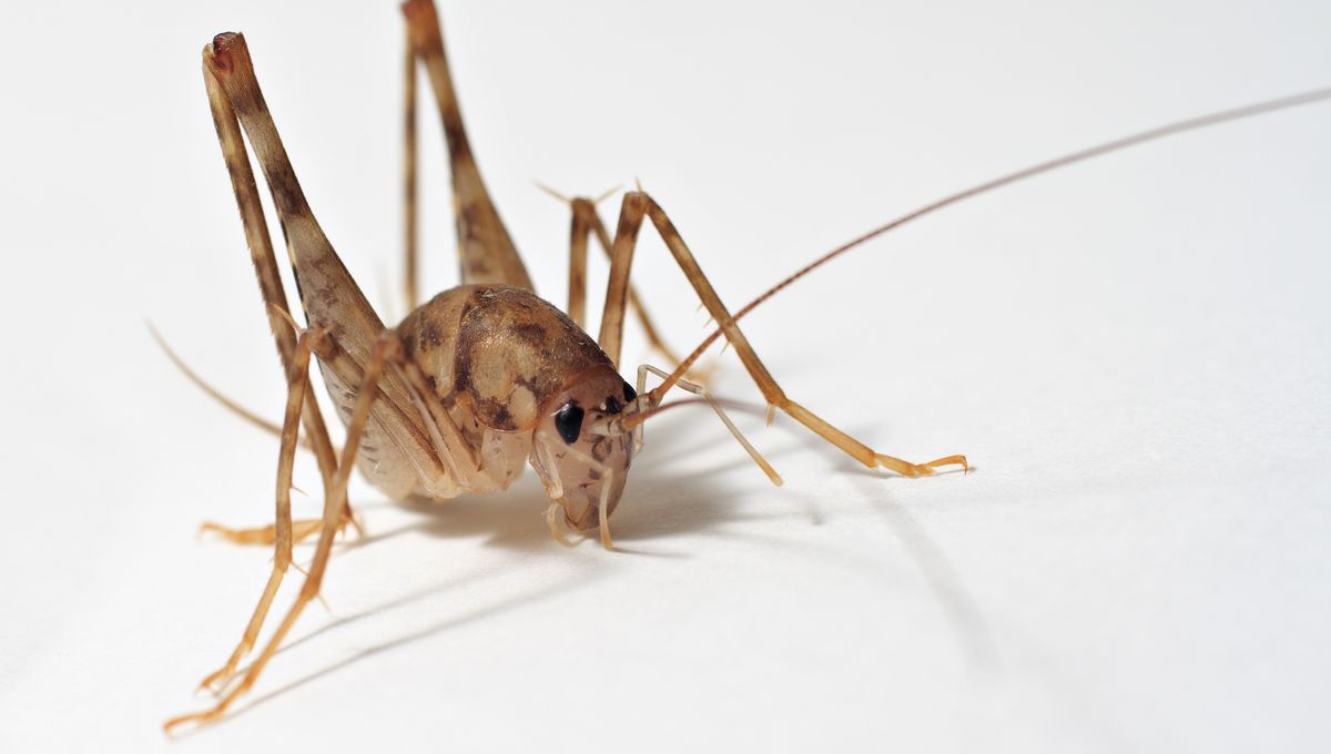Spider Cricket: The Insect In Your Basement That's Been Around Since ...
