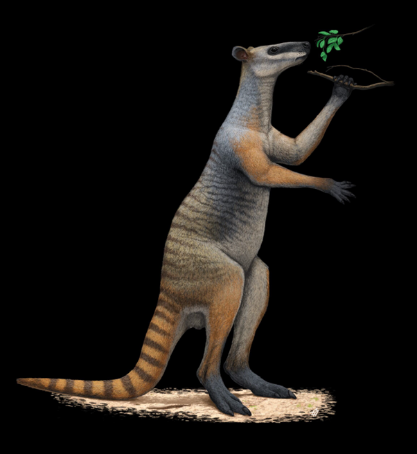 Extinct Giant Kangaroos Roamed Australia 300,000 Years Ago, But Weren't ...