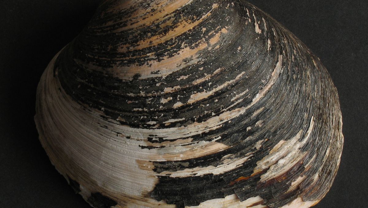 Ming The Clam: The World's Oldest Animal Was Born In 1499 CE And Died ...