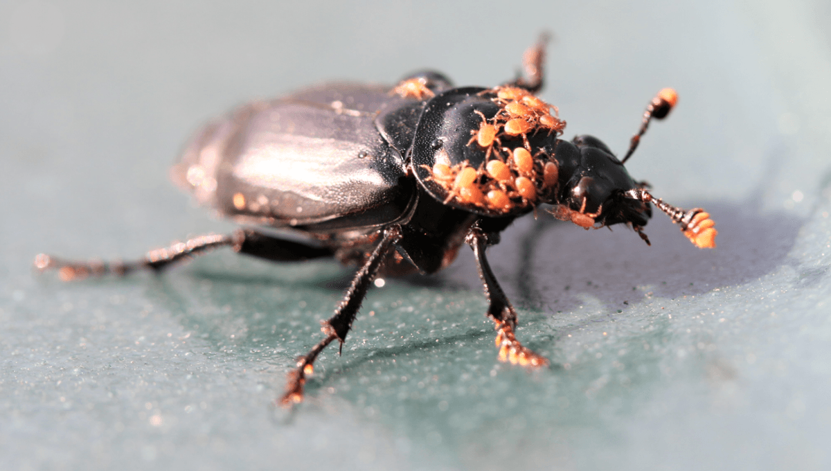 Phoresy: Why Animals Choose To Ride Around On The Backs Of Animals Much ...