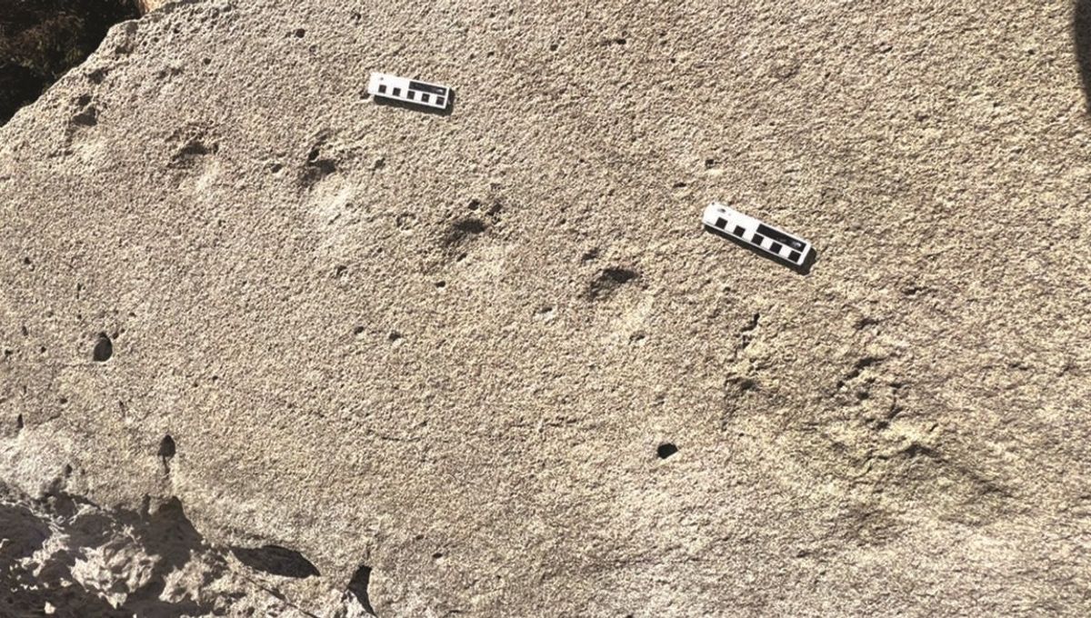 World’s First Known Fossilized Pangolin Tracks May Have Been Discovered ...