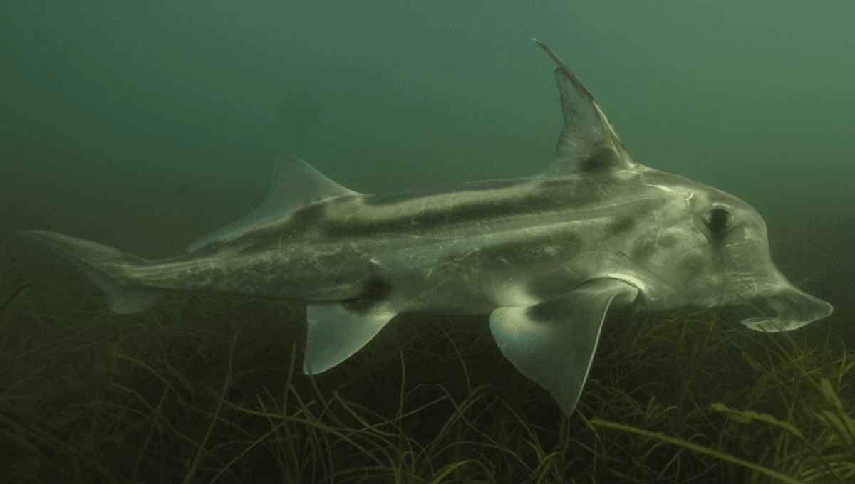 How Have Sharks Survived So Long? New Study Investigates 8-Embryo Eggs ...