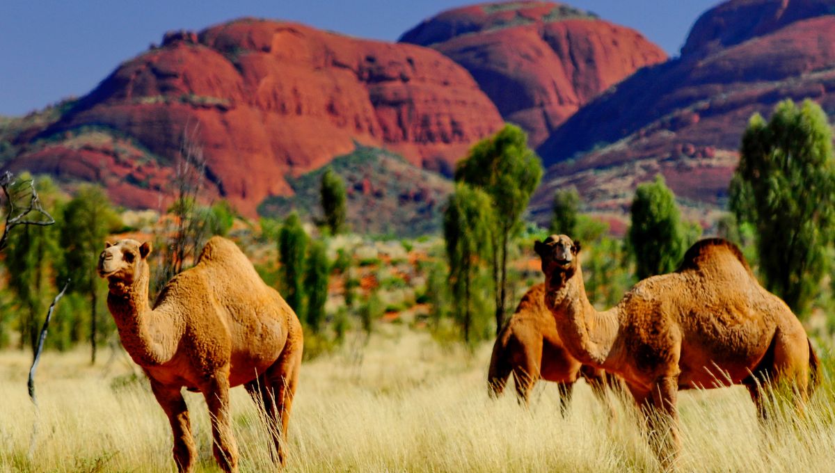 Australia Has More Camels Than Egypt Or India, And That’s Not Good ...
