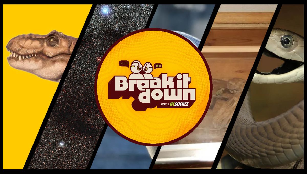 T. Rex Leather, Glow-In-The-Dark Gas Clouds, And Musical Sea Lions | IFLScience