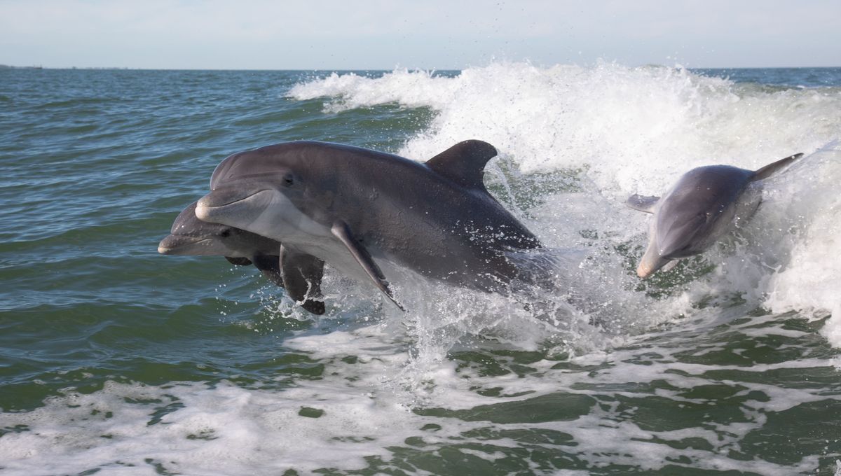 This May Be The Best Evidence Yet That Dolphins Have Shared Concepts In ...