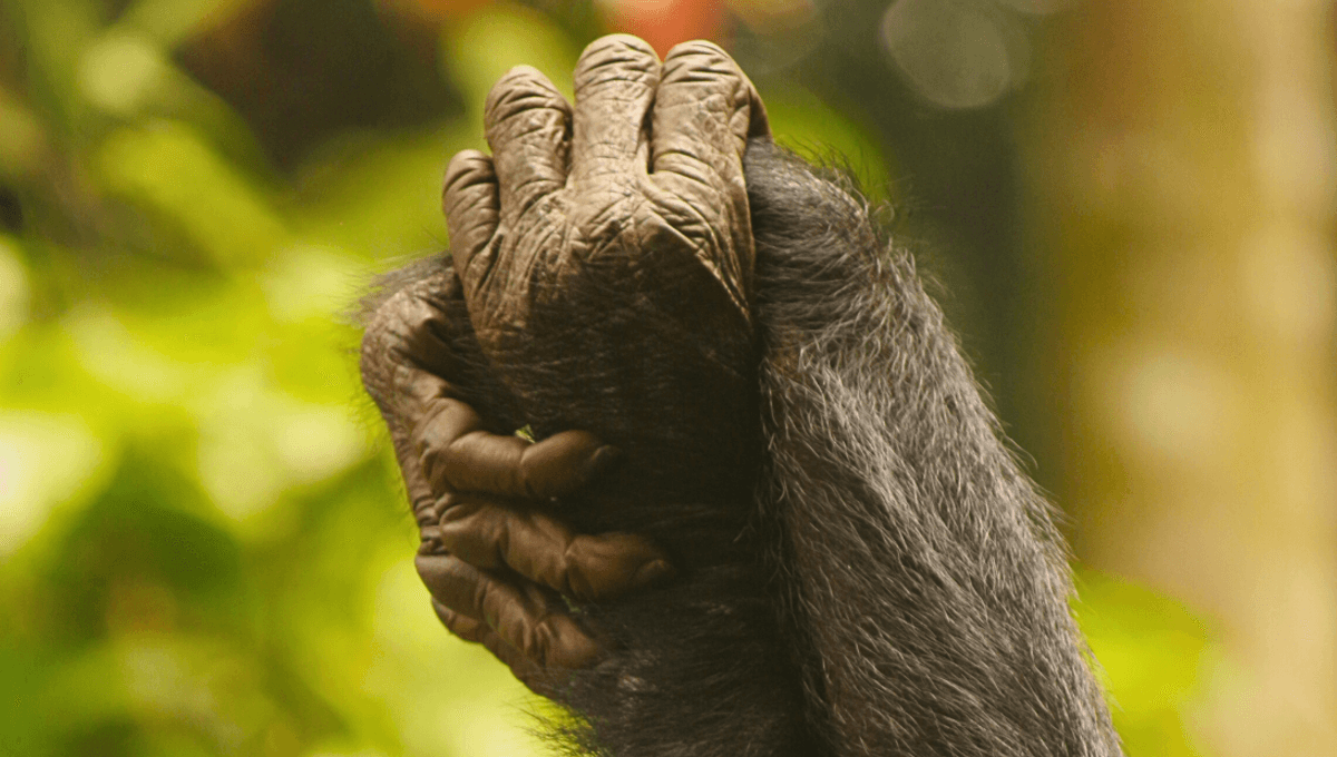 Bonobo Culture Reveals Surprising Power Play As Females Form Alliances ...