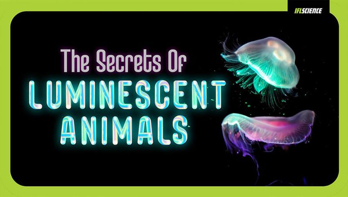 Biofluorescence vs Bioluminescence: What's The Difference? | Video ...