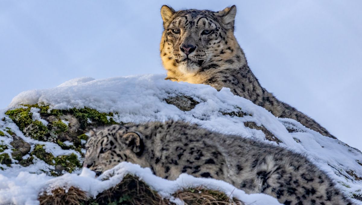 Good News: Nepal Now Has 397 Snow Leopards, New "Landmark" Population ...