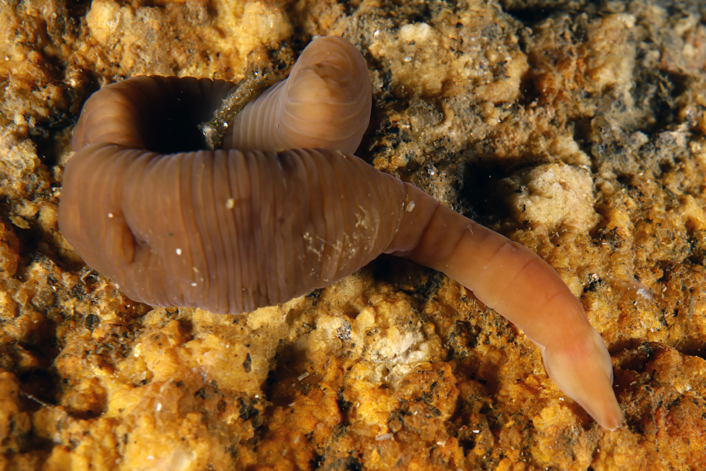 New Species Of Incredible “Accordion Worm” Can Squish Down To One-Fifth ...
