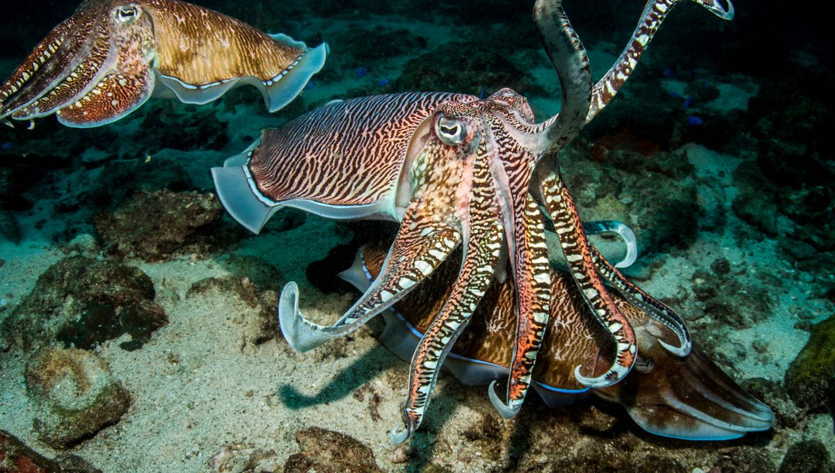 Cuttlefish Communicate With Arm Waving And Can Sense The Ripples With ...