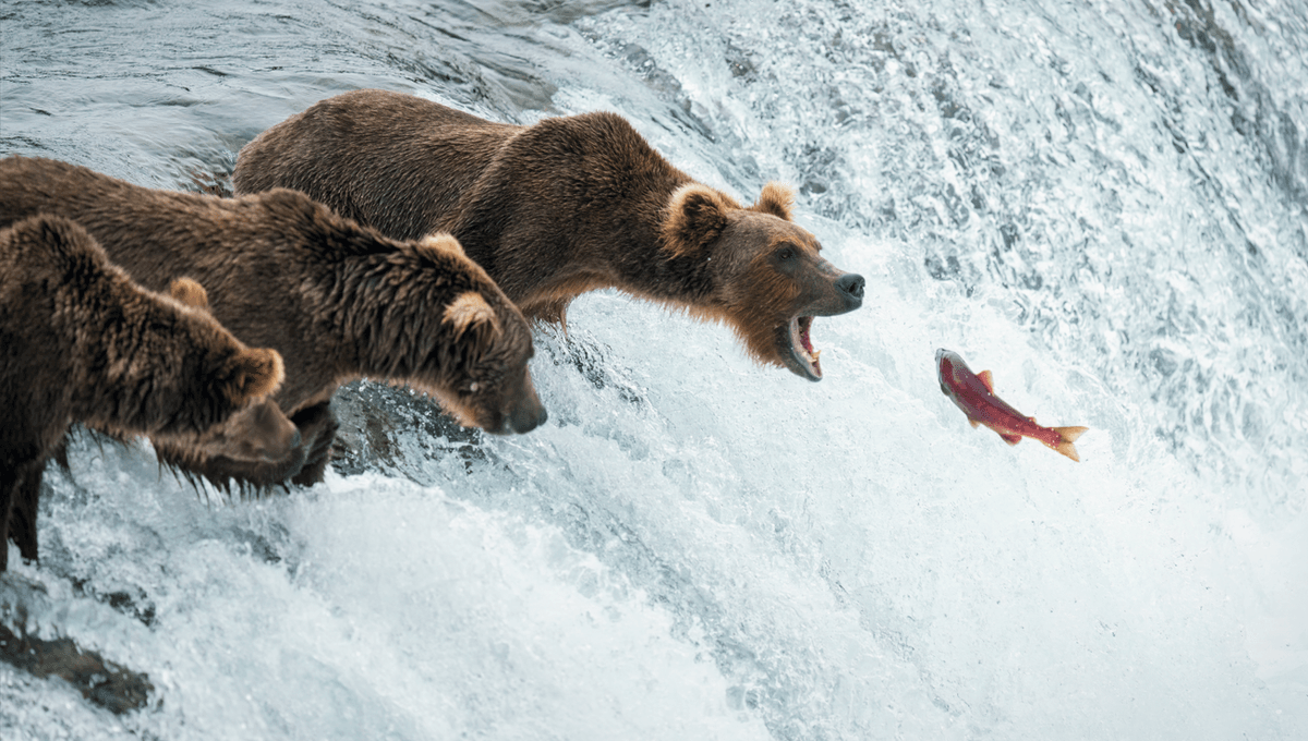 Salmon Are Anadromous Fish. What Does That Mean? | IFLScience