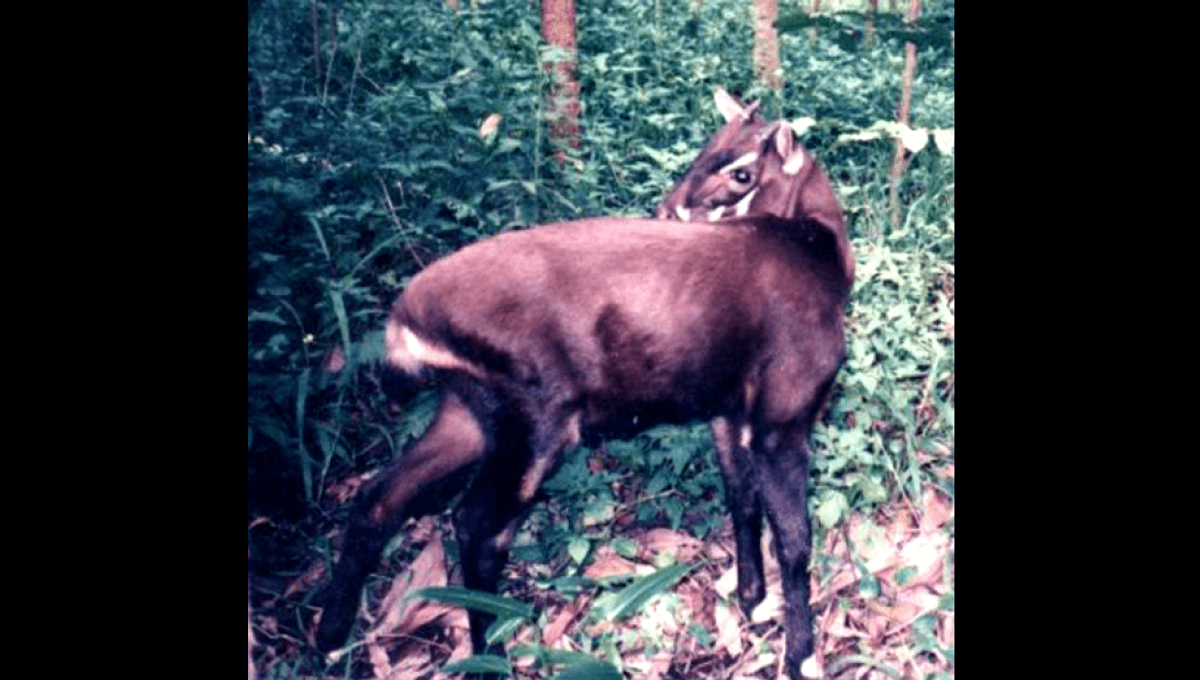 The Hunt Is On For The World’s Rarest Unicorn As Scientists Map Its ...