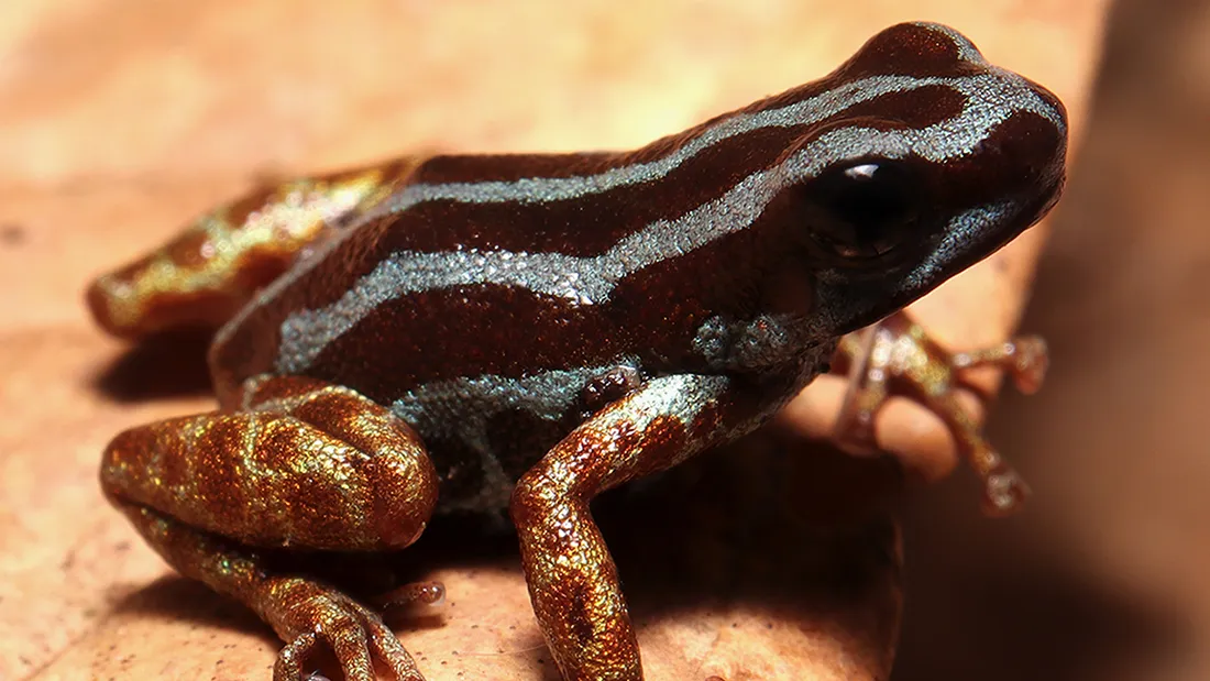 Marbled Dart Frog New 'metallic' Species Discovered In The Amazon