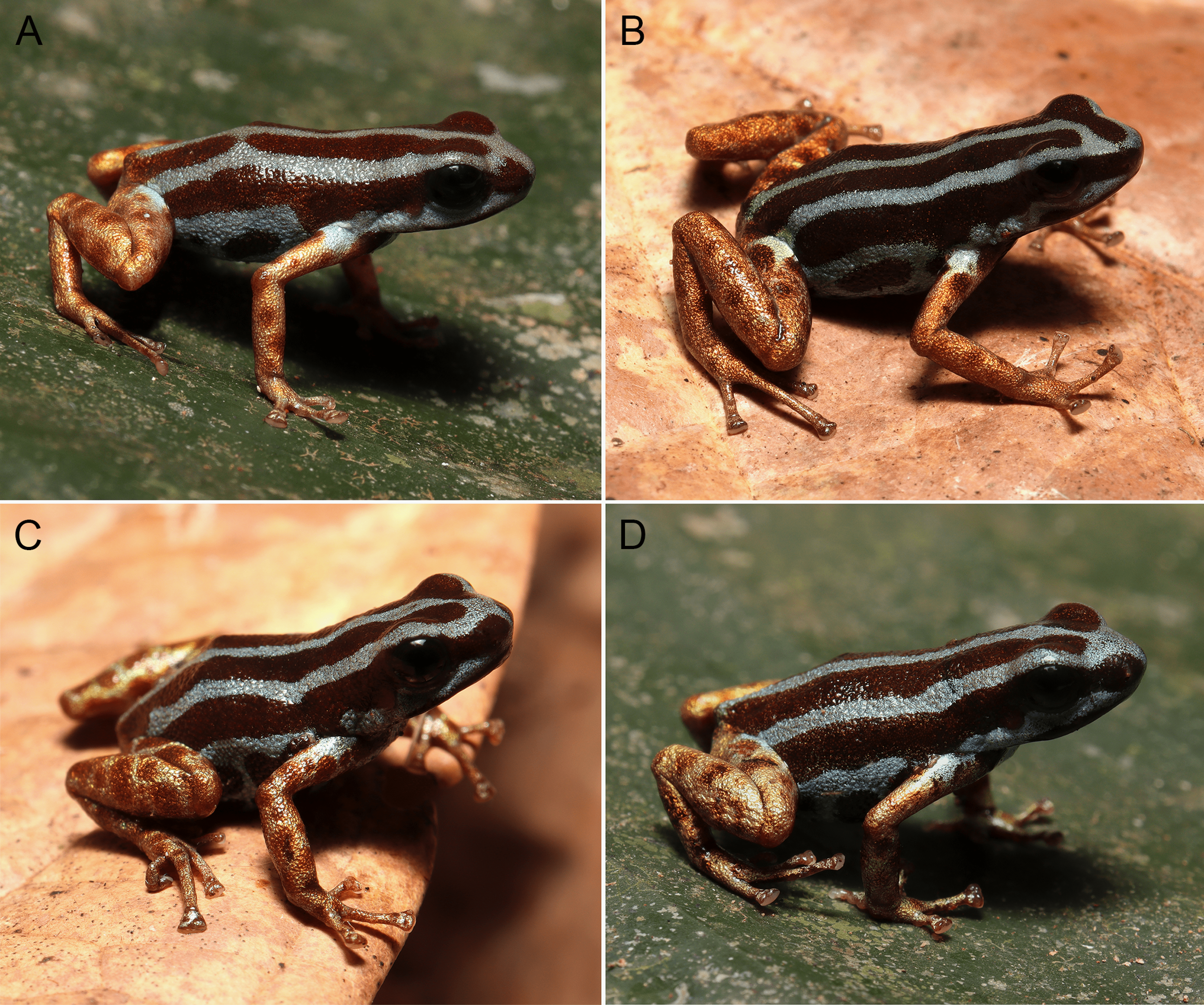 New Species Of Tiny Metallic Poison Dart Frog With Spots And Stripes ...