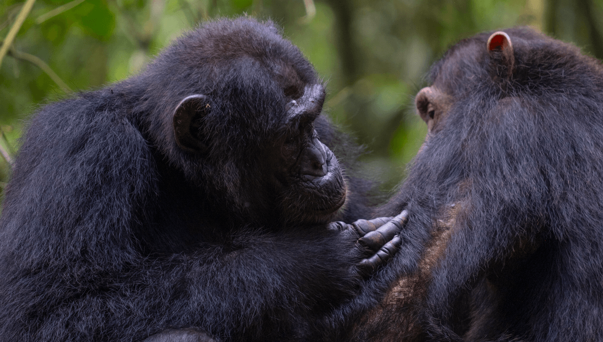 Chimps Treat Others’ Wounds, Showing Understanding Of Healing Plants ...