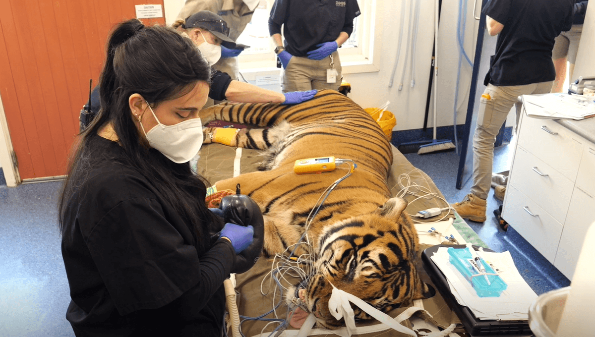 Tiger And Vet Survive Triple Root Canal | IFLScience