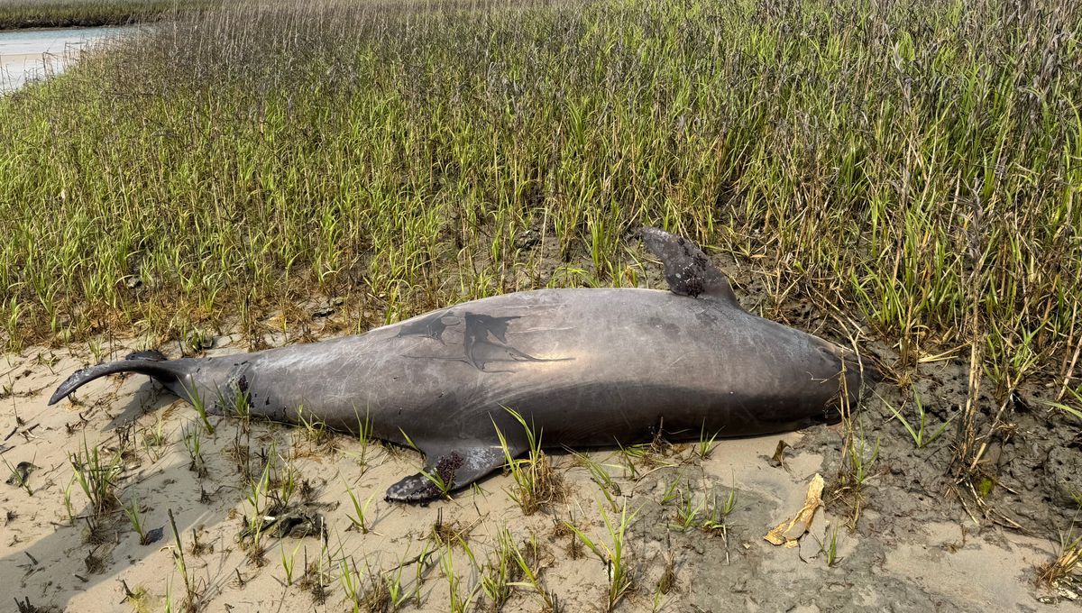 Decapitated Dolphin Found Dead On Remote US Island - And NOAA Wants To ...