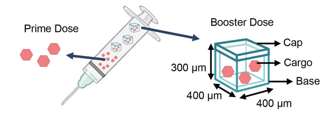 “Self-Boosting” Vaccines Trap Doses In Microparticles For Later Release ...