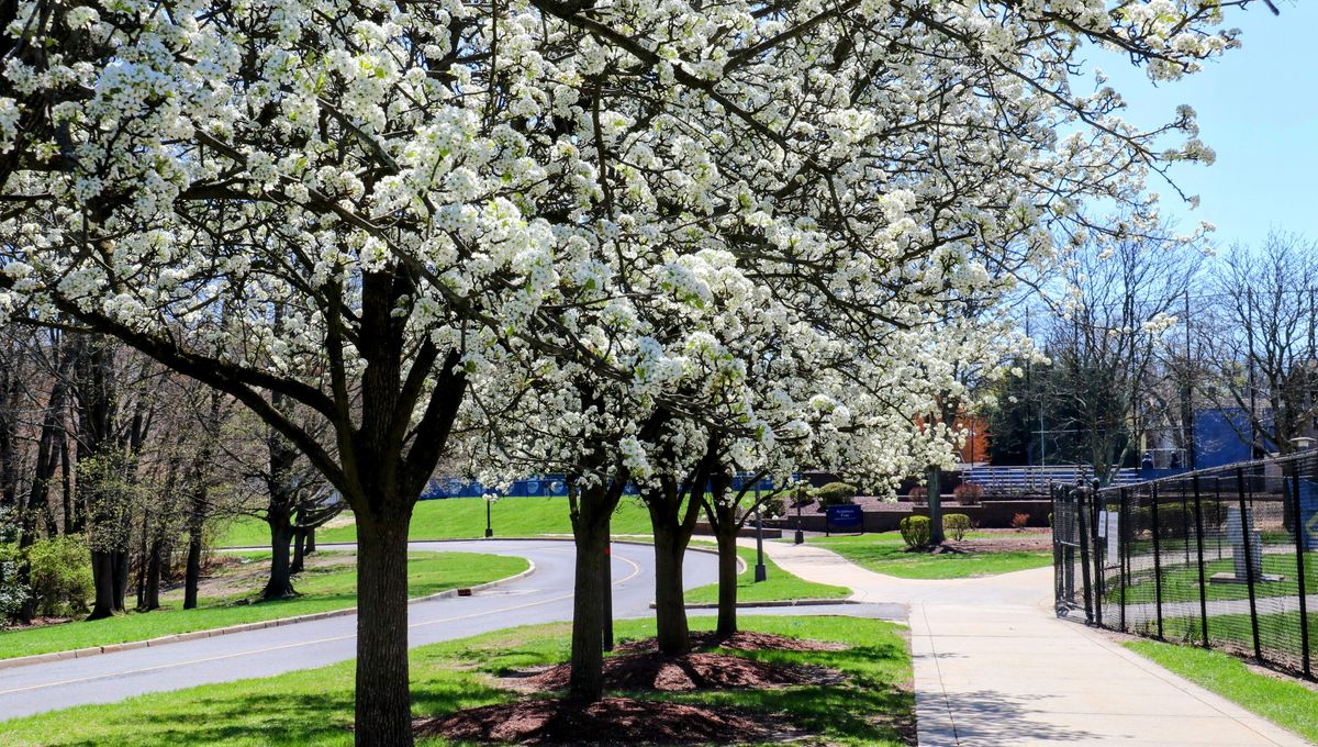 Callery Pears: The Invasive Tree Taking Over Parts Of The US With Its ...
