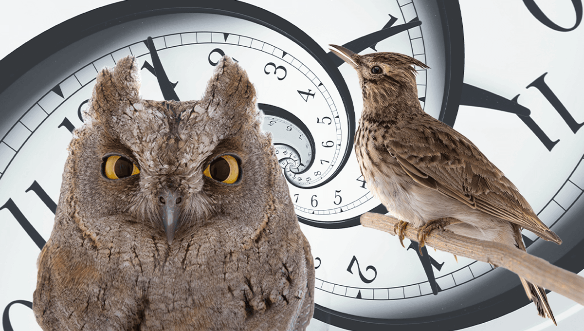 Chronotypes: What They Are And How They Affect Your Sleep, Behavior ...