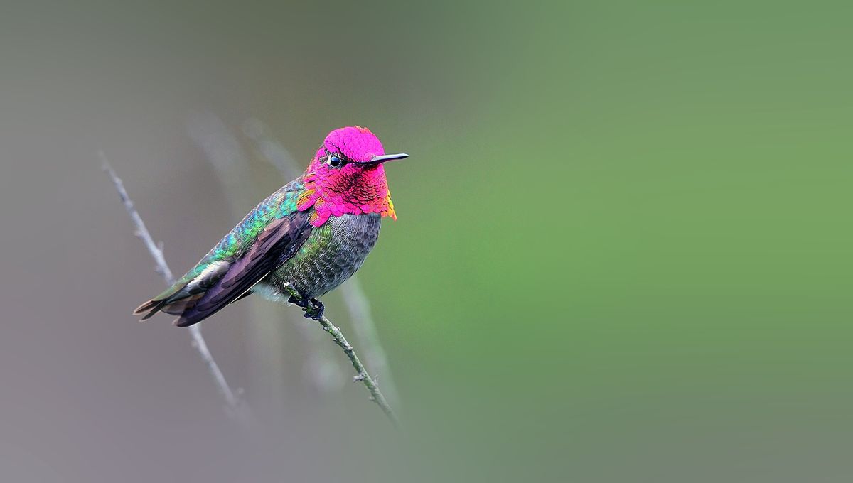 There's Only One Bird Family That Can Truly Fly Backwards | IFLScience