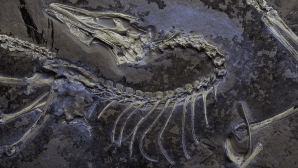 Nature News, Articles | IFLScience