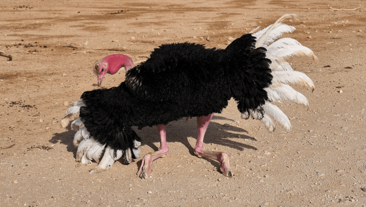 Two Legs, Four Kneecaps: The World’s Largest And Fastest Bird Is ...