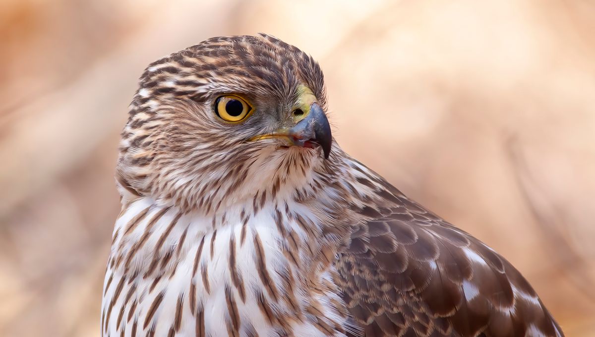 Clever Hawk Spotted Using Pedestrian Crossing To Catch Prey In New ...