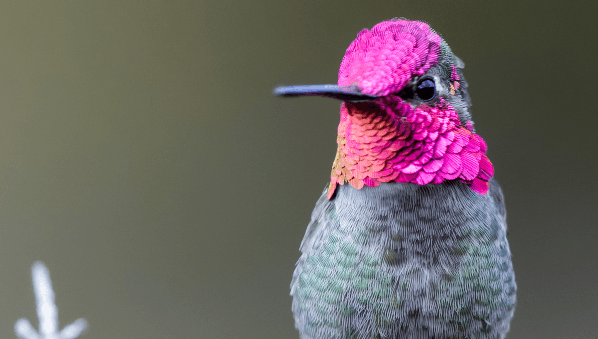 In California, Anna's Hummingbirds Have Rapidly Evolved In Response To ...