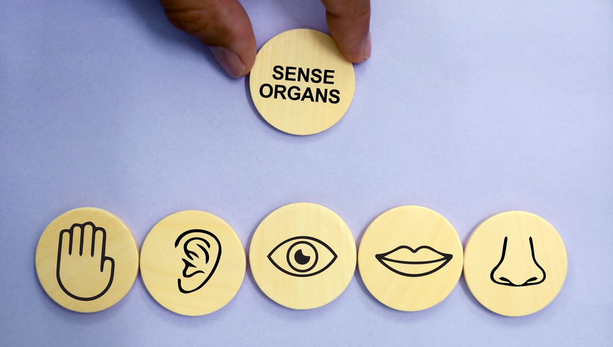Humans Have More Than 5 Senses – To Navigate The World Around Them And ...