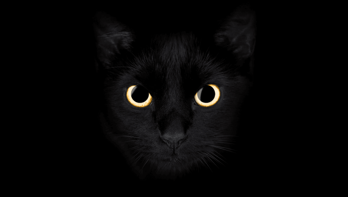 In 1967, A Strange Cat Study Revealed Why We Don’t Act Out Our Dreams ...