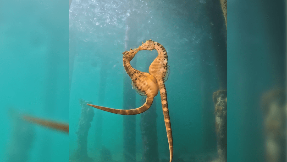 Watch Two Seahorses "Kissing" In This Charming Underwater Footage ...