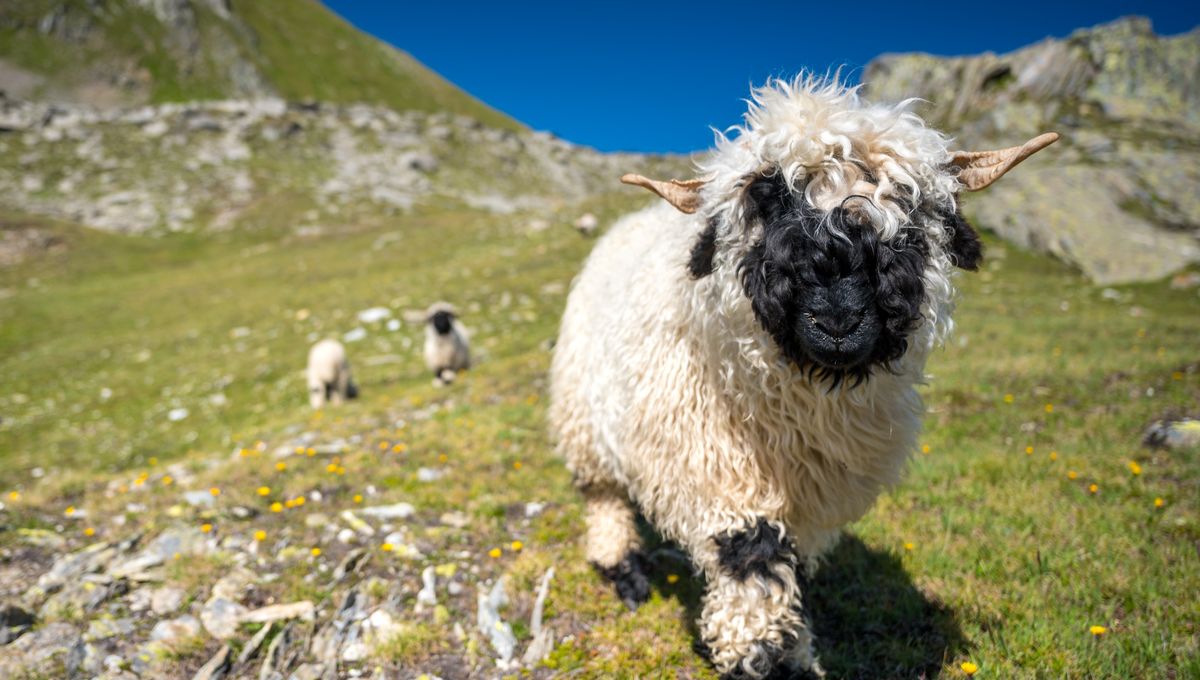 Meet The Valais Blacknose Sheep, The "Cutest Sheep In The World ...