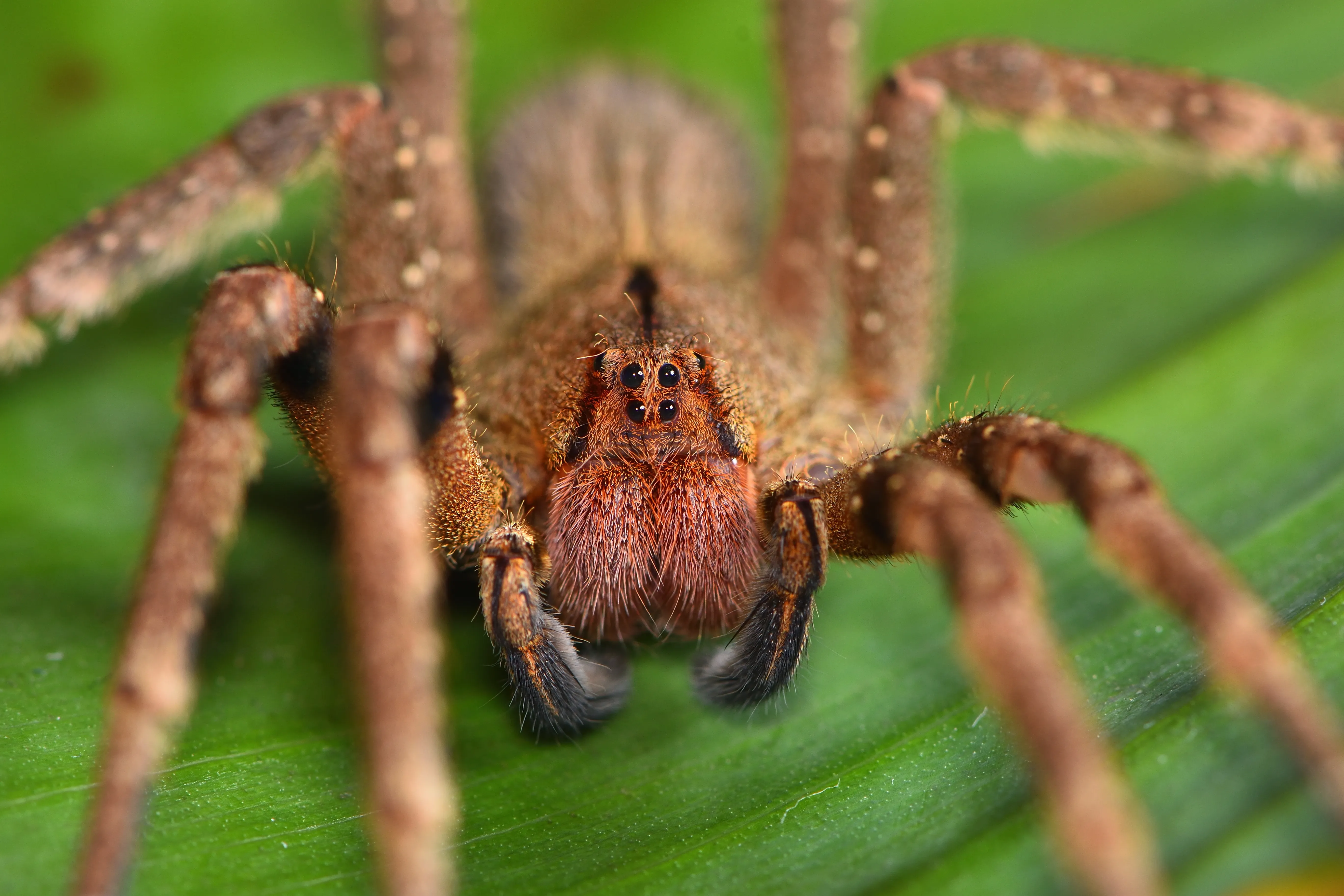 Wandering Spider Peru