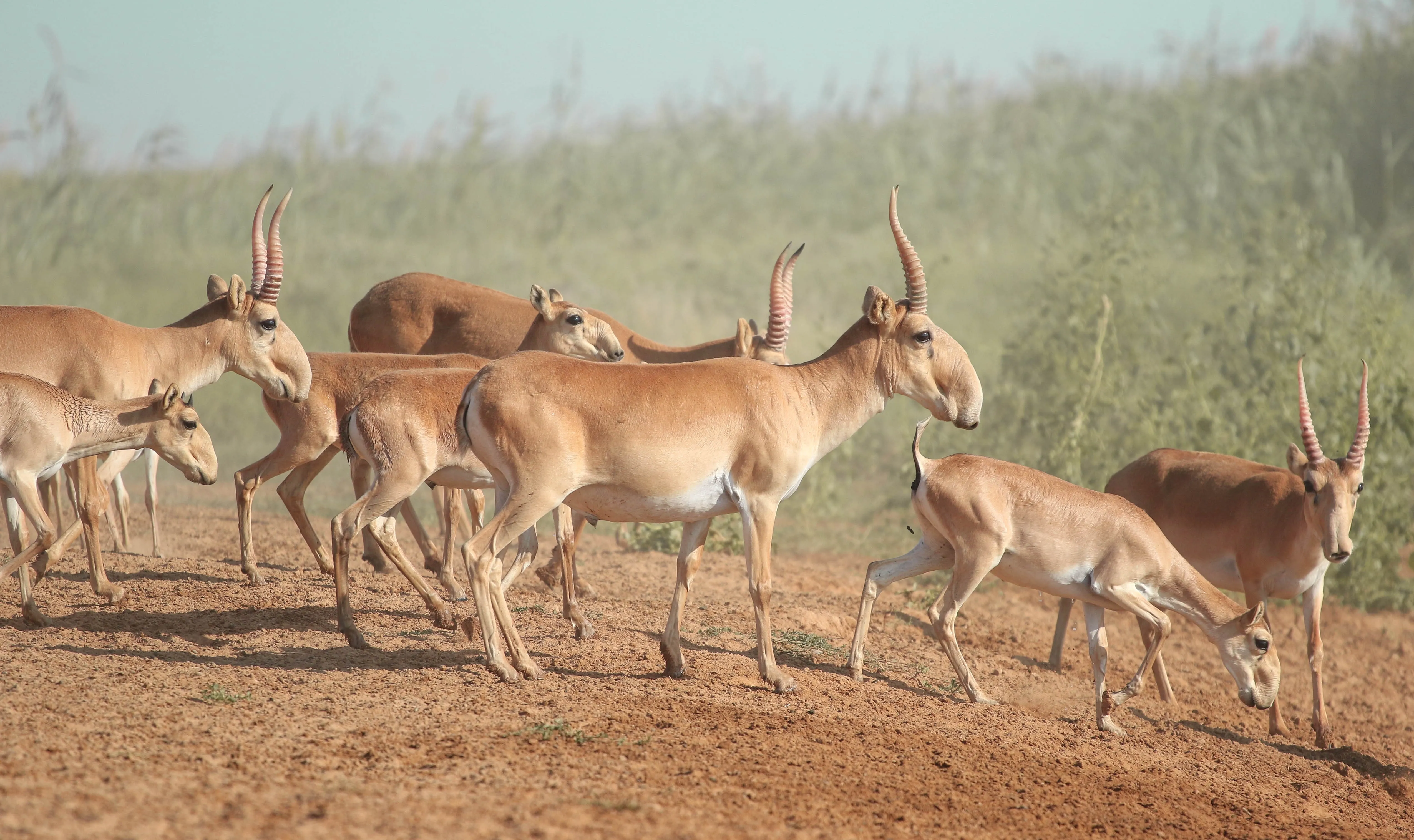 Saiga Gazelle
