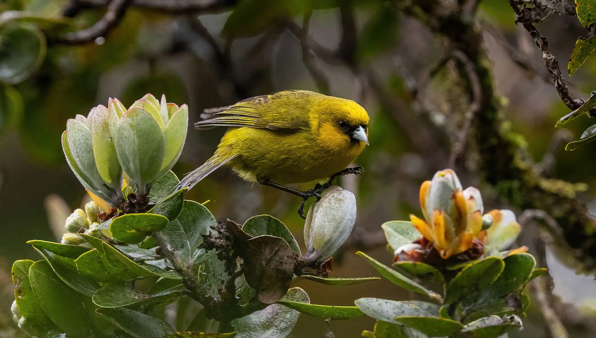 It's Not Too Late To Save One Of The Rarest Birds On Earth | IFLScience