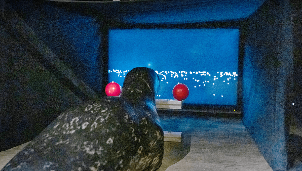 Seals Are Playing Video Games To Teach Researchers How They Navigate ...