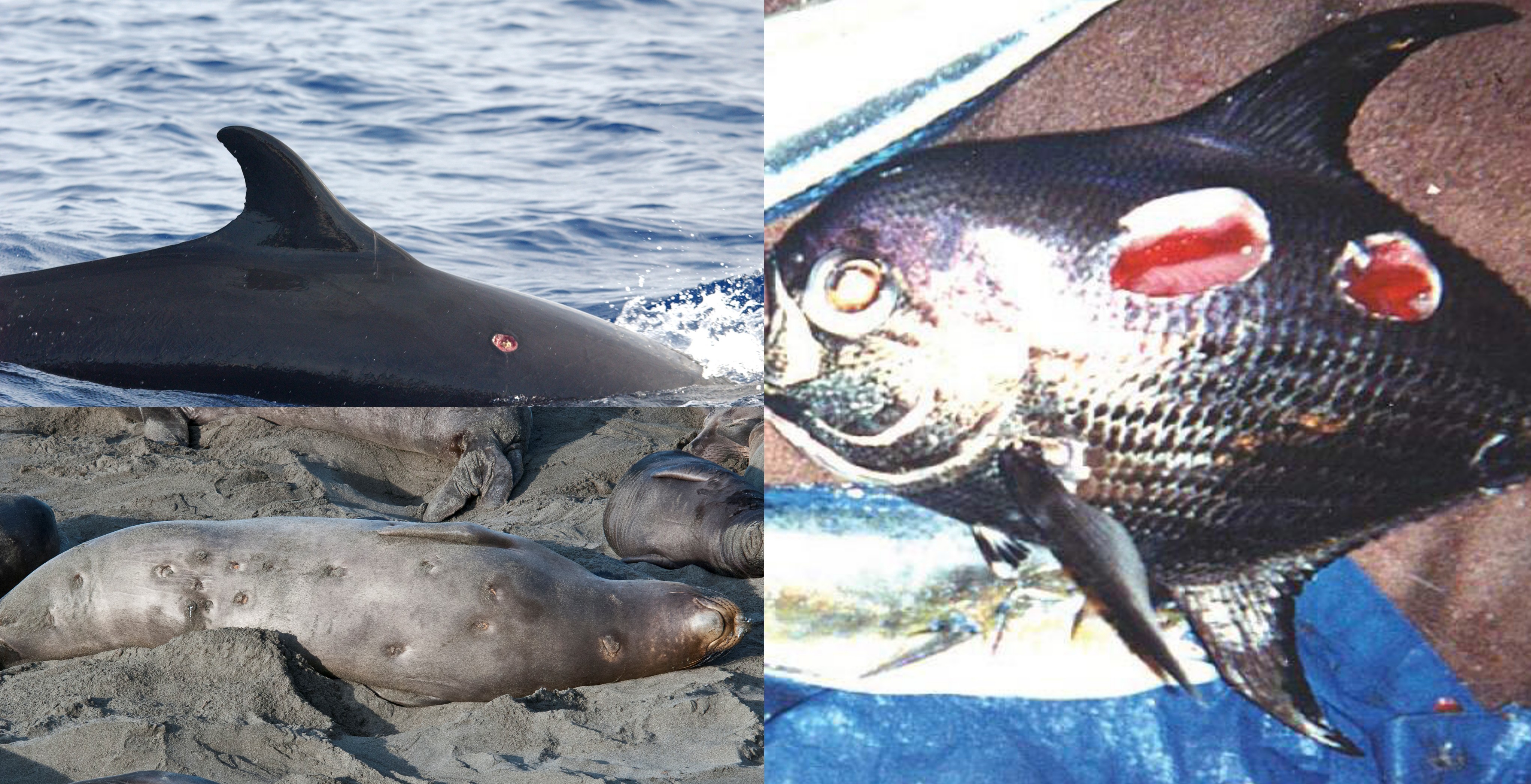 Cookiecutter Sharks Are Adorable Little Freaks – And Eat Their Prey In ...