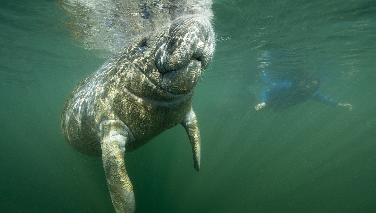 Over 700 Manatees Gather In Florida’s Blue Spring State Park, The ...