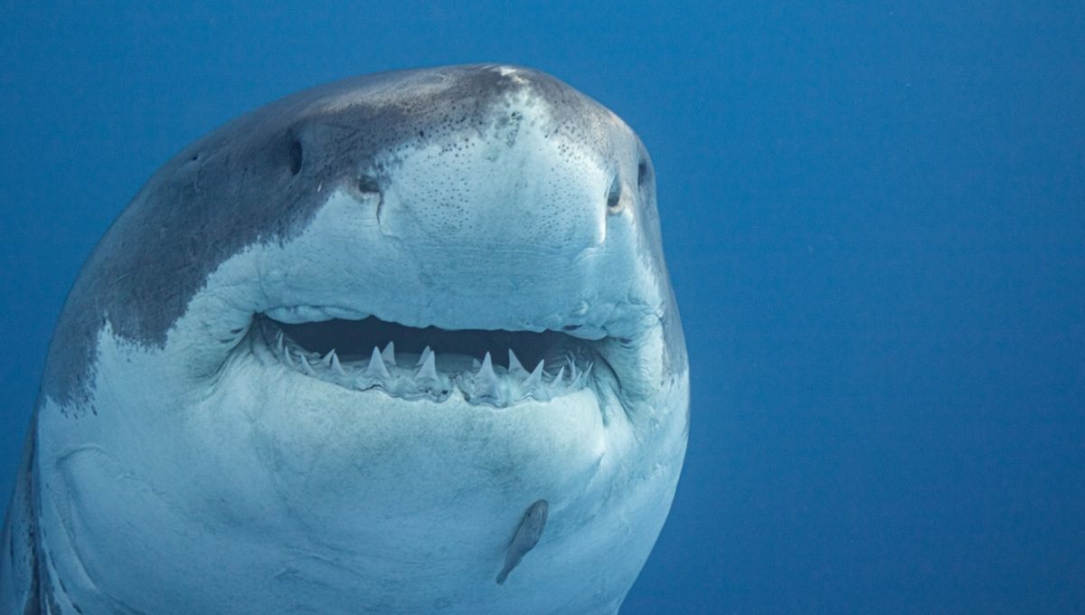 There's A Very Good Reason Why You Will Never See A Great White Shark ...